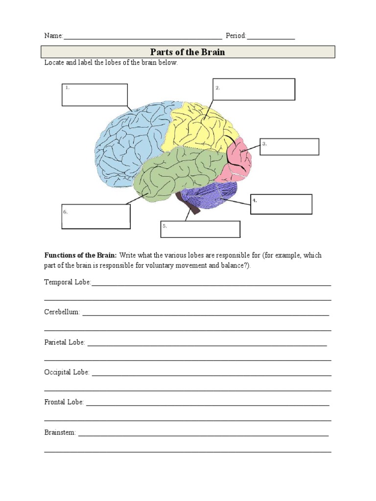 The Brain Questions | PDF | Brain | Brainstem