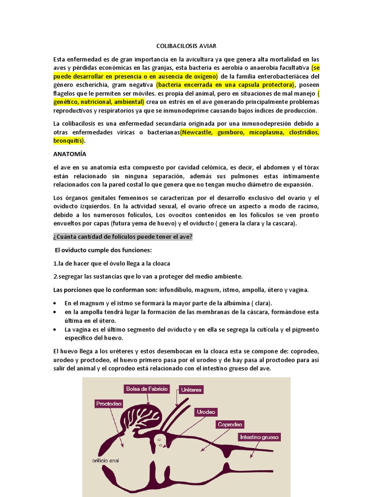 Colibacilosis Aviar | PDF | Las bacterias | Bacterias Gram-negativo