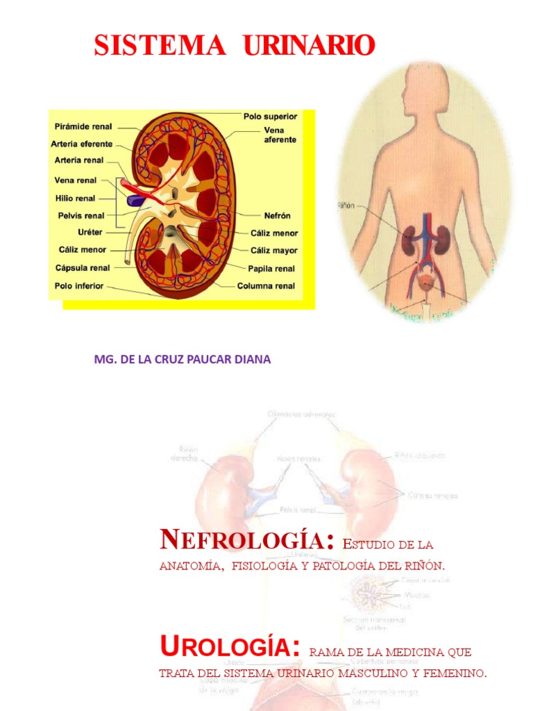 Ponencia Sistema Urinario | PDF | Riñón | Orina