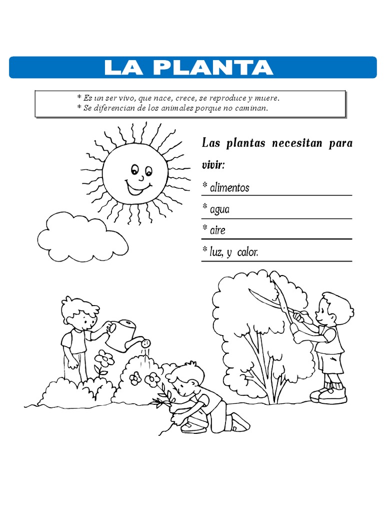 La Planta para Primero de Primaria | PDF