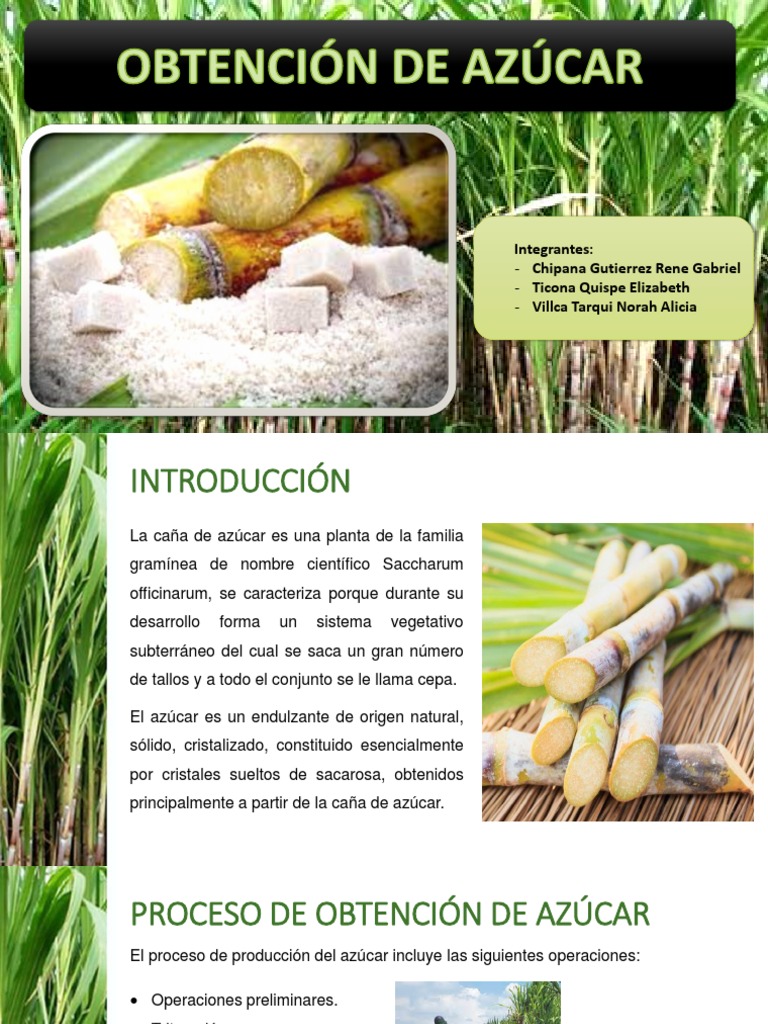 Origen y obtención del azúcar | PDF | Azúcar | Dieta y nutrición