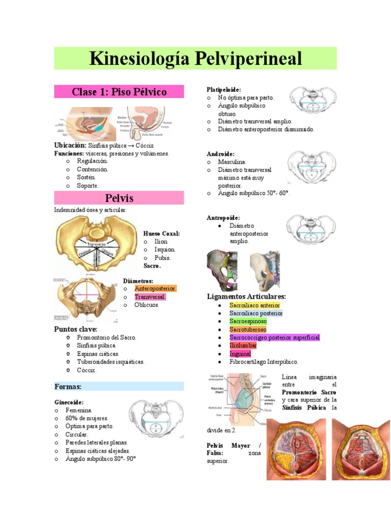 Kinesiología Pelviperineal | PDF