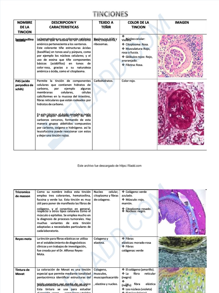 PDF Cuadro de Tinciones Compress 1 | PDF | Tinción | Biología Celular)