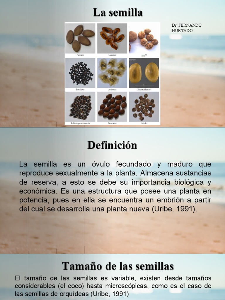 La Semilla | PDF | Semilla | Germinación