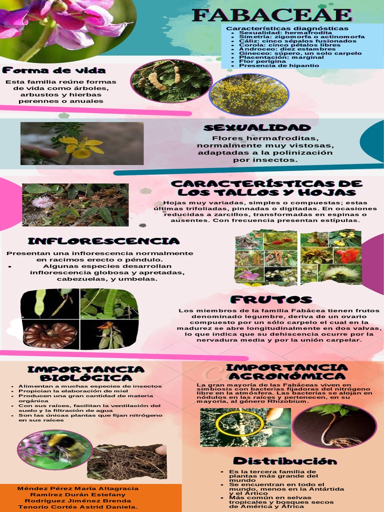 Características morfológicas, reproductivas y ecológicas de la familia Fabaceae | PDF | Plantas ...