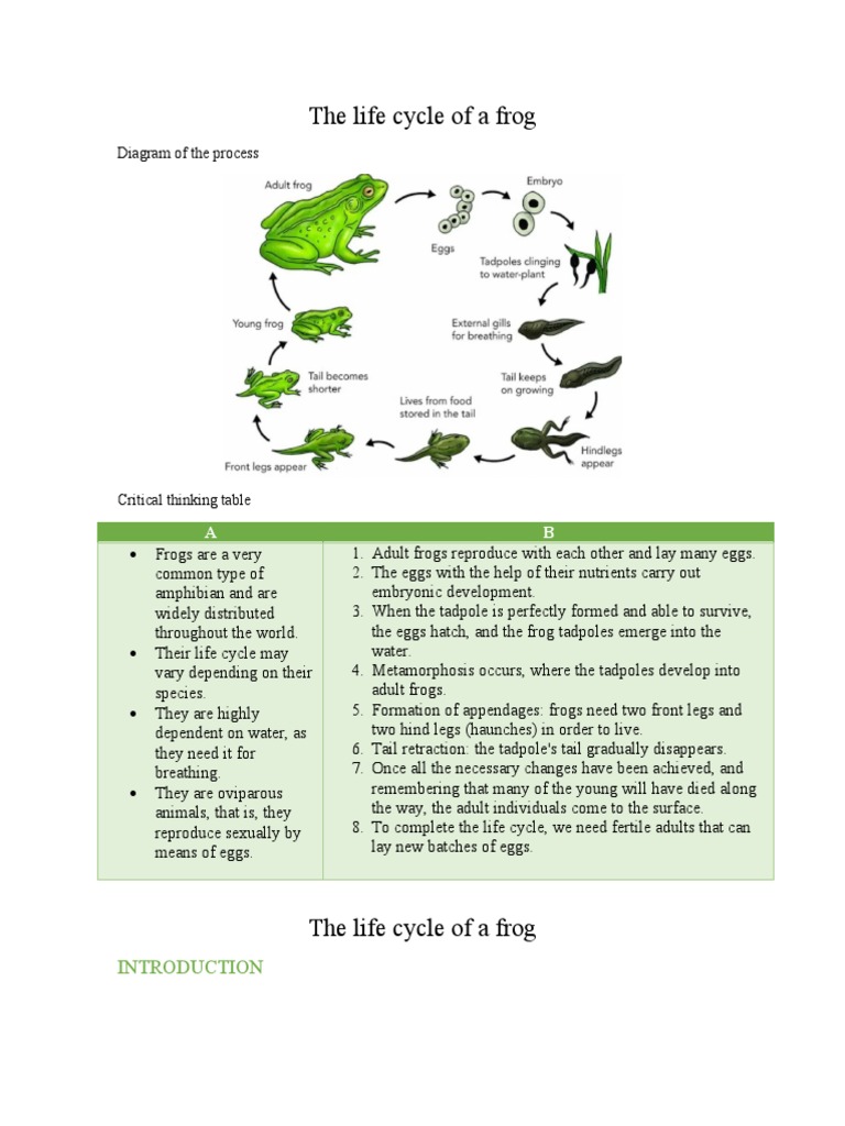 Frog life cycle stages | PDF | Frog | Egg