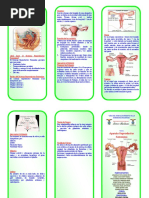 Triptico Del Sistema Excretor | PDF | Sistema urinario | Riñón