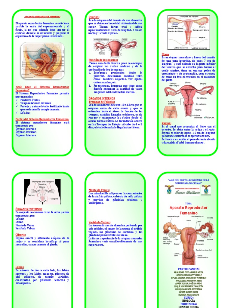 Aparato Reproductor Femenino TRIPTICO | PDF | Sistema reproductivo | Labios