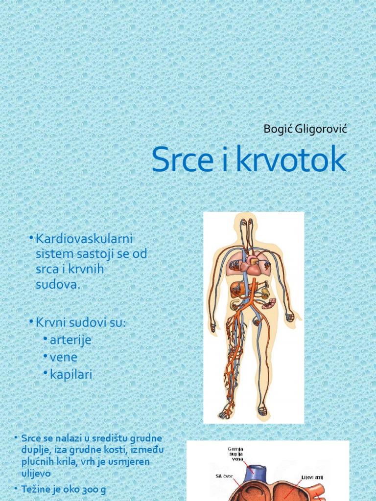 Srce I Krvotok | PDF
