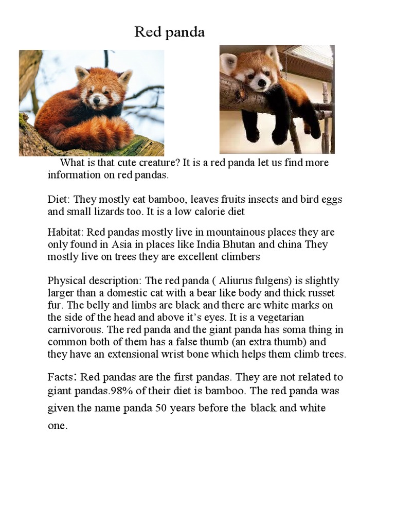 Learn About the Diet, Habitat and Appearance of the Rare Red Panda | PDF