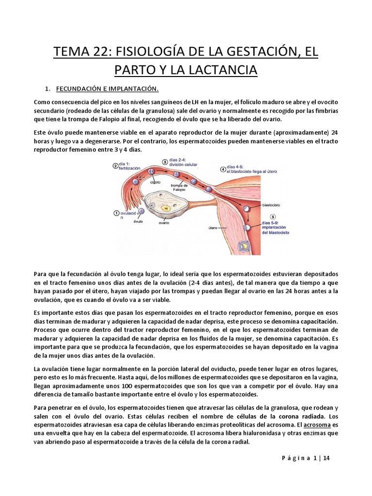 Tema 22 Fisio | PDF | Placenta | Gonadotropina
