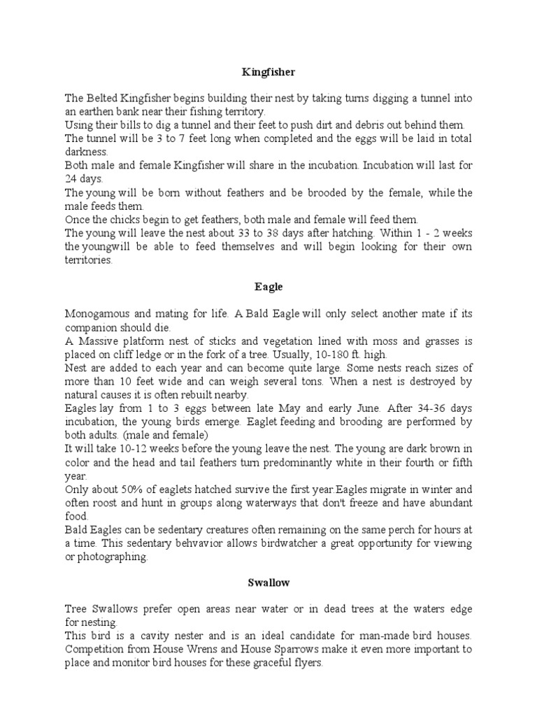 New Microsoft Word Document | Birds | Bald Eagle