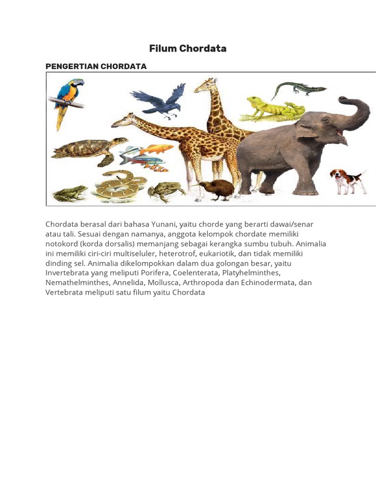 Chordata | PDF