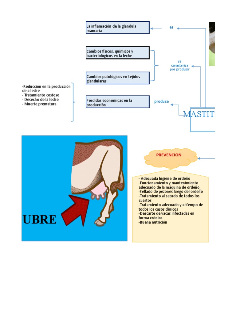 Mastitis Trabajo | PDF | Enfermedades y trastornos | Especialidades Medicas