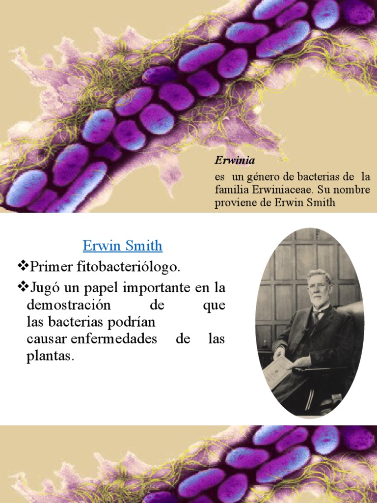 Bacterias del género Erwinia en plantas | PDF