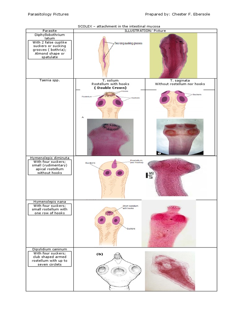 Cestode Picture 2020 Lab | Download Free PDF | Medical Specialties ...