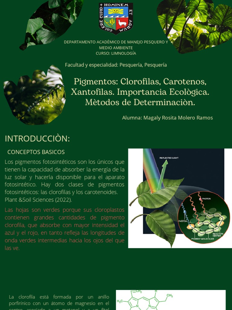 Importancia de Clorofilas y Carotenos | PDF | Clorofila | Fotosíntesis