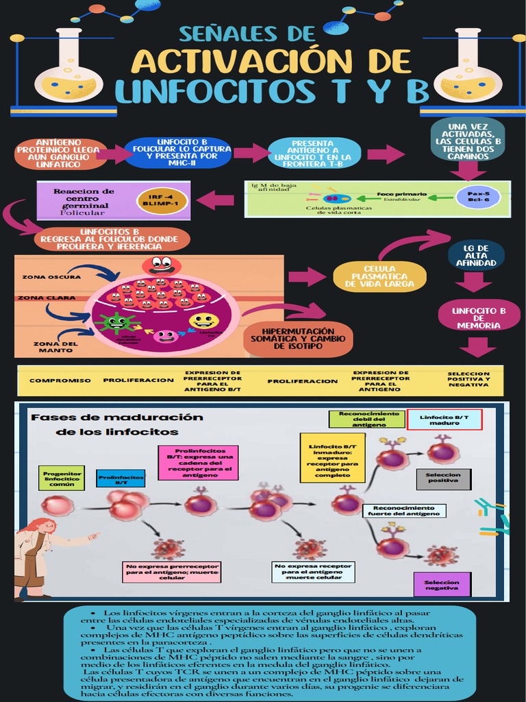 Inm - Infografia Grupal Linfocitos Tyb | PDF