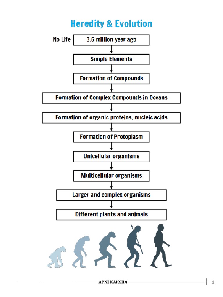 APNI KAKSHA 1 - Heredity and Evolution | PDF | Dominance (Genetics) | Zygosity