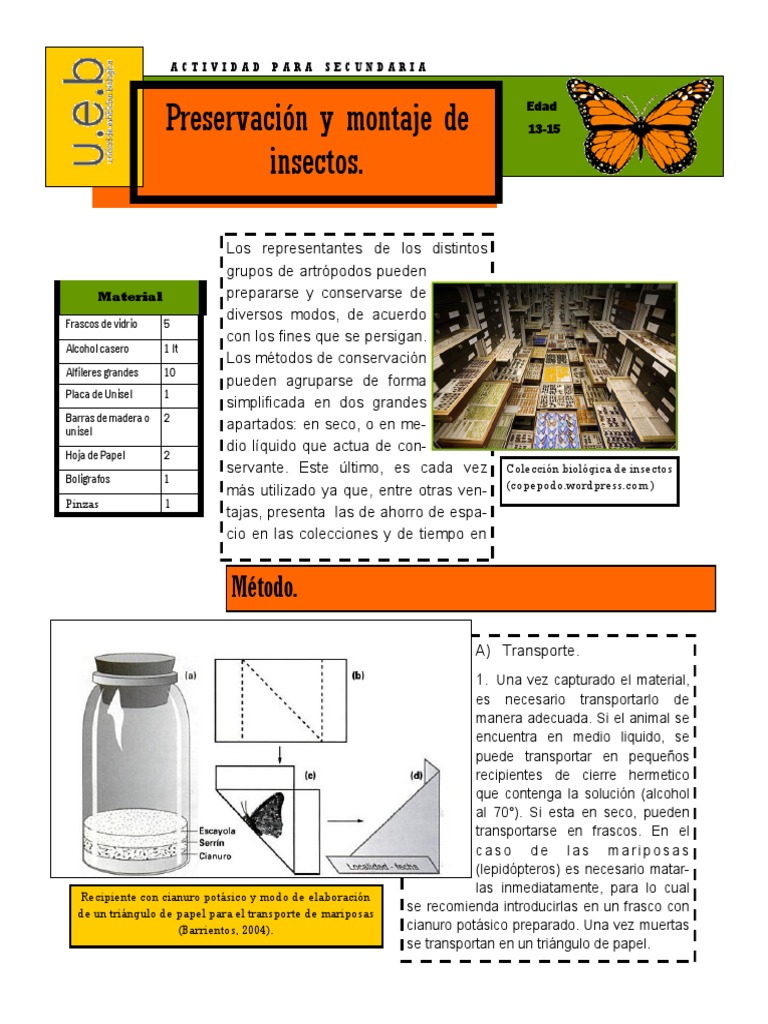 Preservación y Montaje de Insectos | PDF | Insectos | Artrópodos