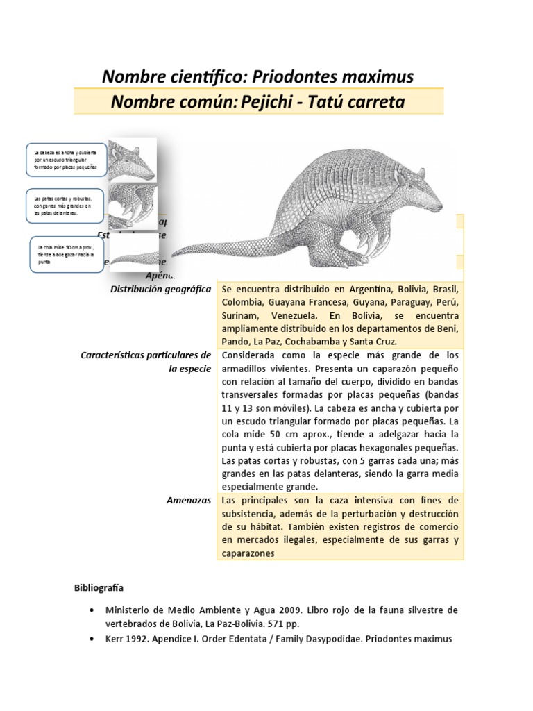 3 Fichas SP | PDF | Osos | Andes