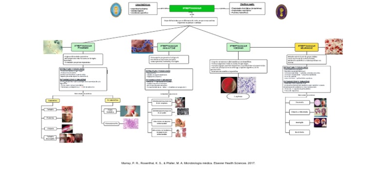 Mapa Conceptual #3 - Grupo C2 | PDF | Estreptococo | Especialidades Medicas