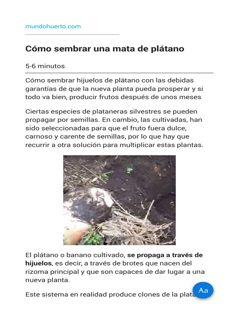 Cómo Sembrar Una Mata de Plátano | PDF | Siembra | Fertilizante