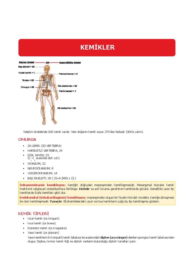 Anatomi Kemikler | PDF