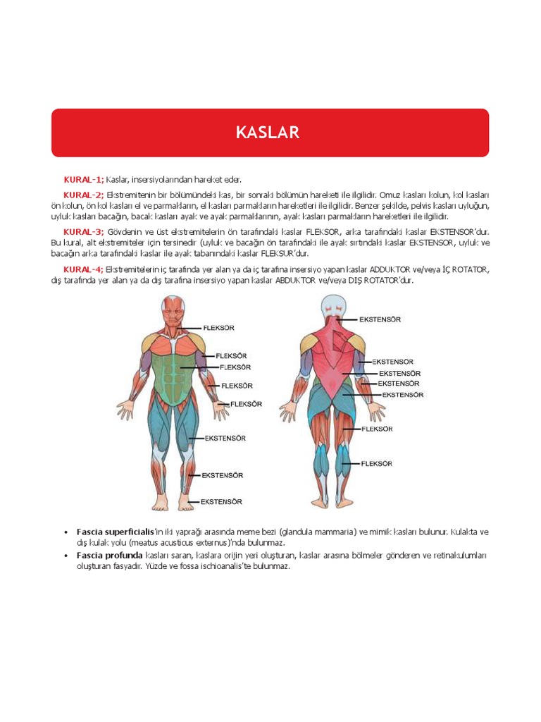 Anatomi KASLAR Tus Notu | PDF