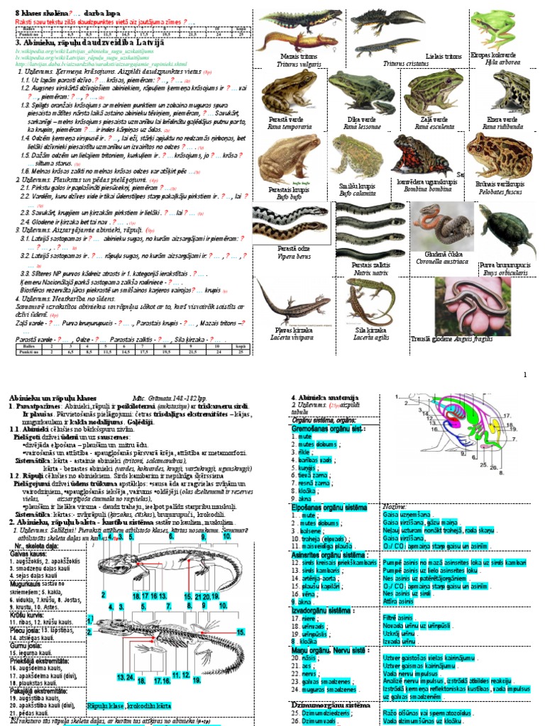 B - 08 - 06 - Abinieku Rāpuļu Klases AM Atbildes | PDF