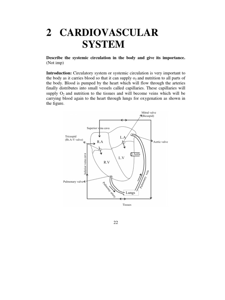 Systemic Circulation Overview | PDF | Heart | Blood Pressure