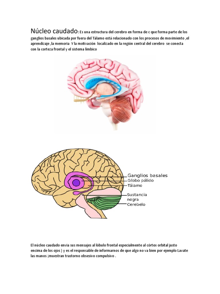 Núcleo Caudado | PDF