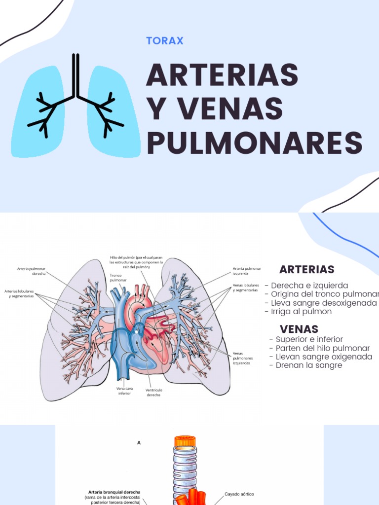 Arterias y Venas Pulmonares | PDF