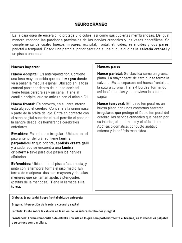 Estructura y Función del Neurocráneo | PDF | Cráneo | Sistema esquelético