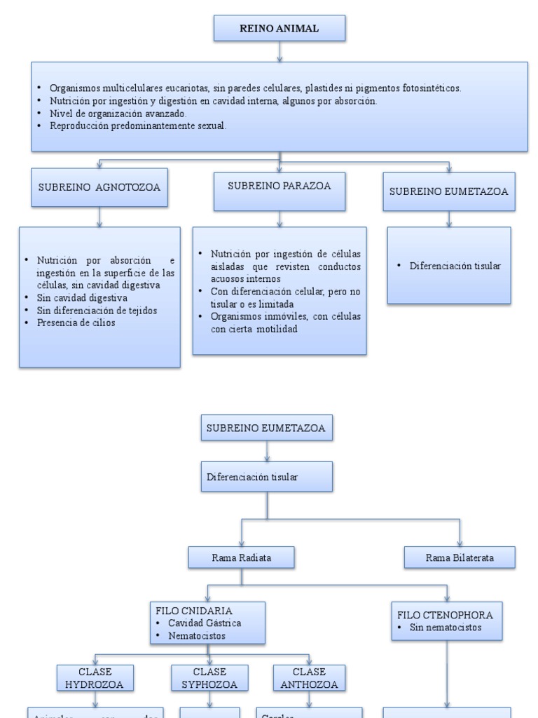 Mapa Conceptual del Reino Animal | PDF | Vertebrados | Organismos