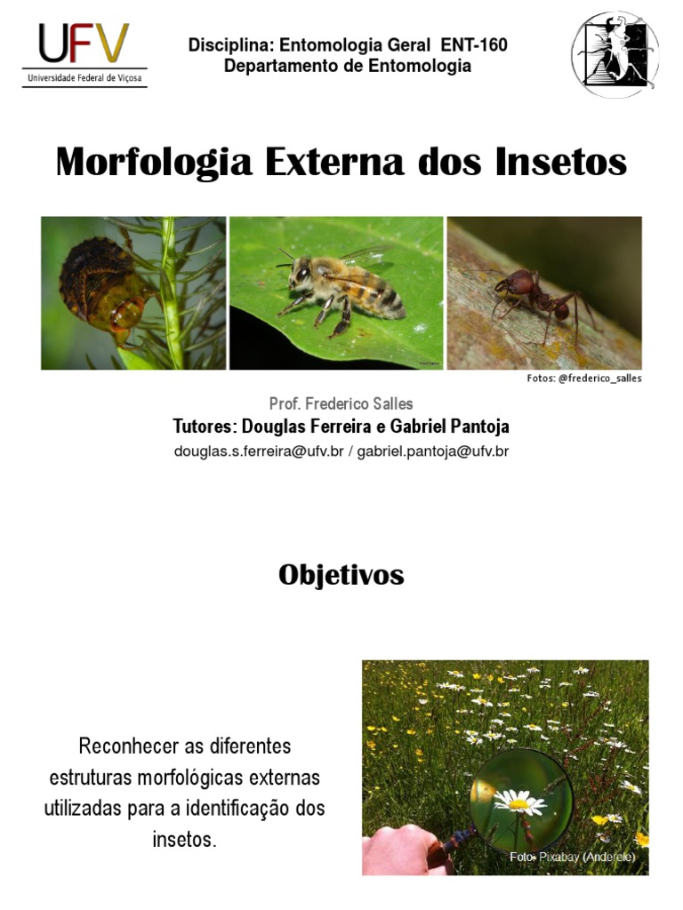 Morfologia Externa ENT160 Prática 2022.1 | PDF | Insetos | Hexapoda