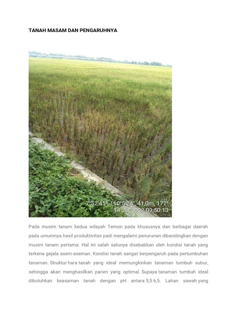 Tanah Masam Dan Pengaruhnya | PDF