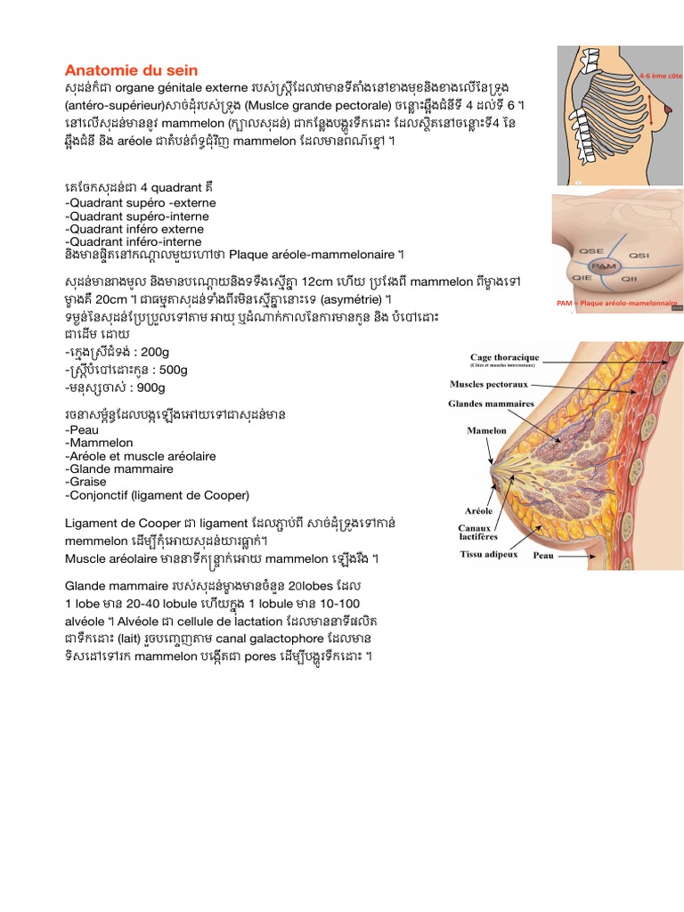 Anatomie Du Sein | PDF