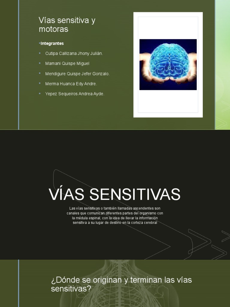 Vías Sensitivas y Motoras | PDF | Dolor | Neurociencia