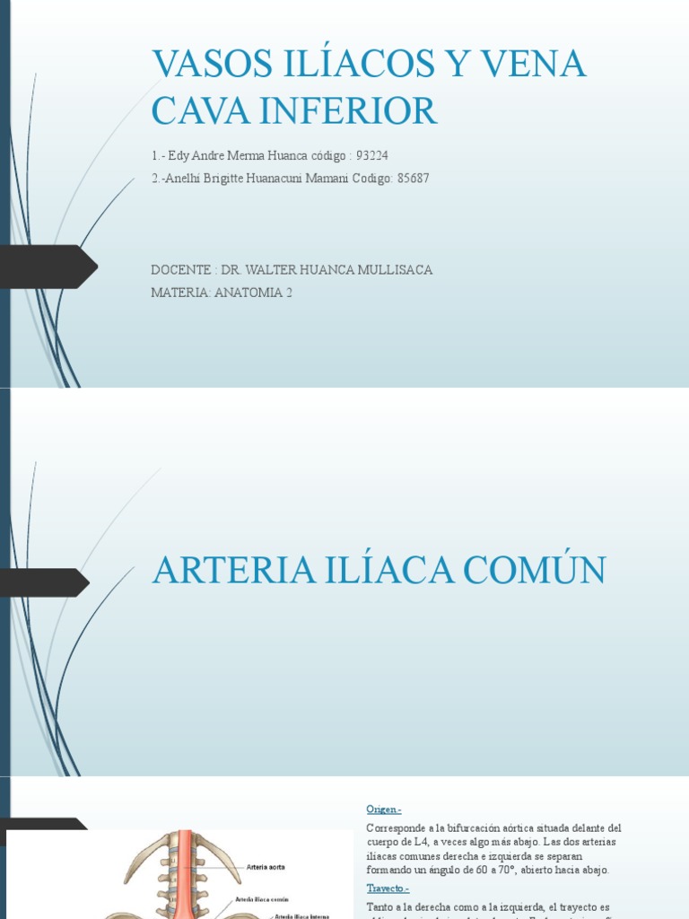 Arteria Ilíaca Común | PDF | Pelvis | Abdomen