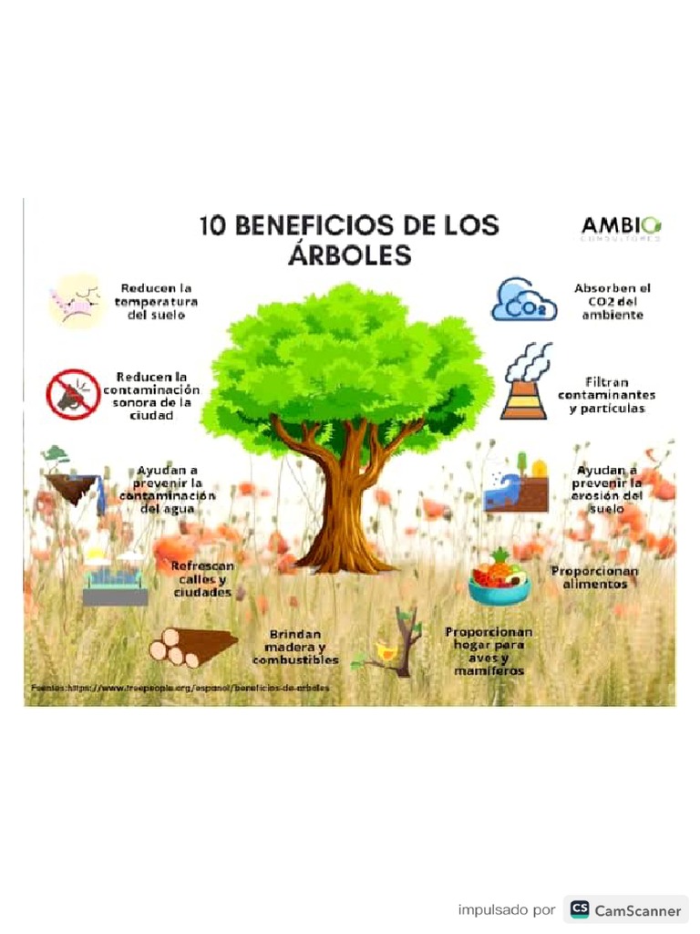 Arbol | PDF