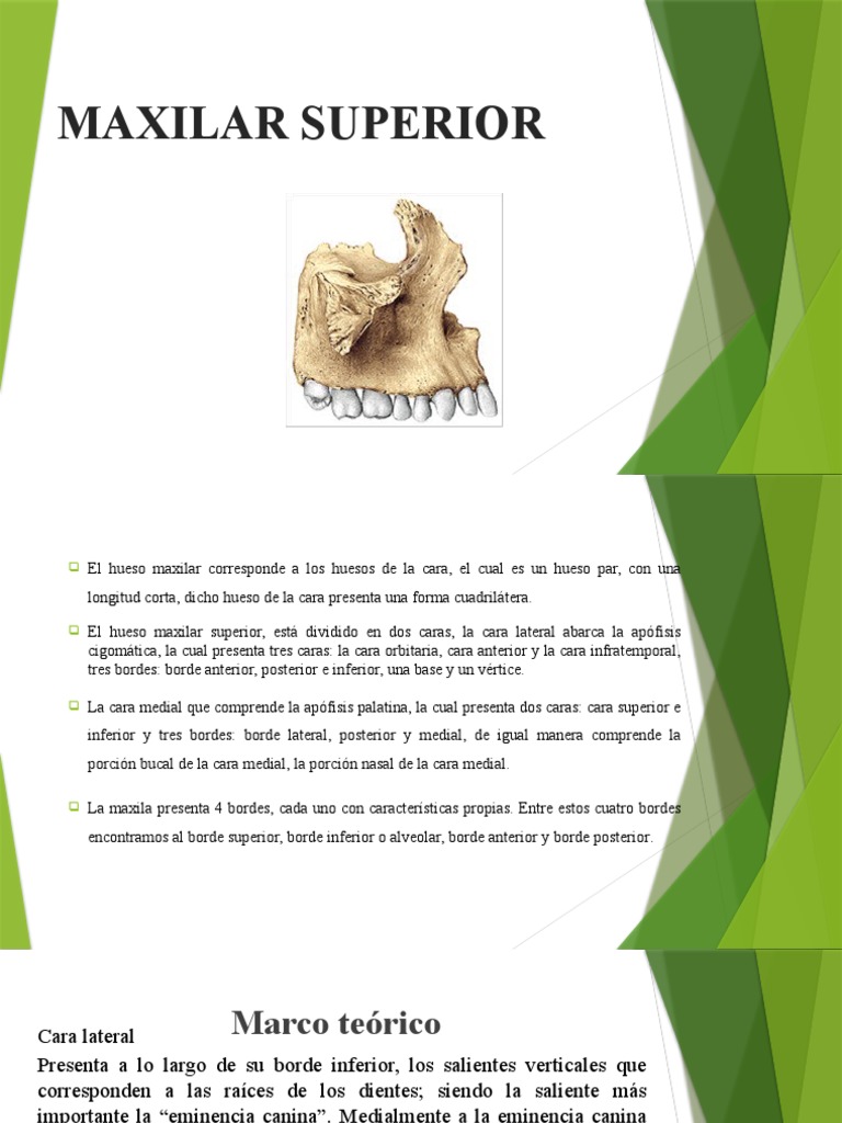 Anatomía del Maxilar Superior | PDF | Cabeza y cuello humanos ...