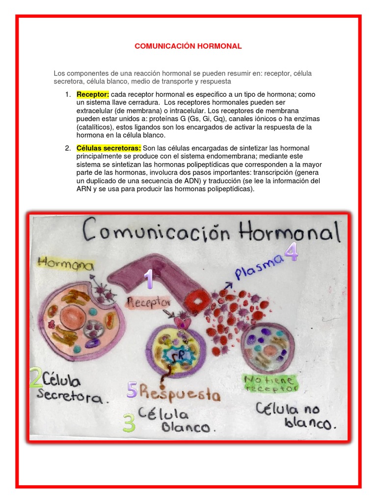 Comunicación Hormonal | PDF | Hormona | Receptor (Bioquímica)