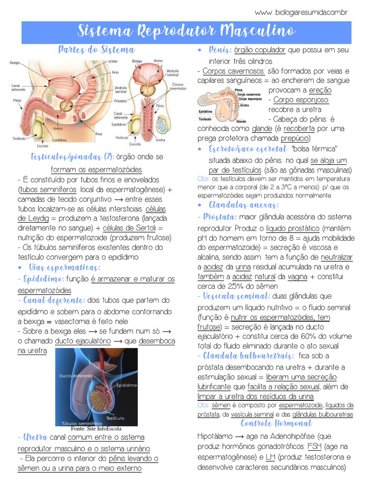 O sistema reprodutor masculino: suas partes e funções | PDF | Testículo ...
