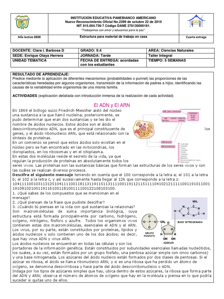 Estructura y Función del ADN y ARN | PDF | Adn | Rna