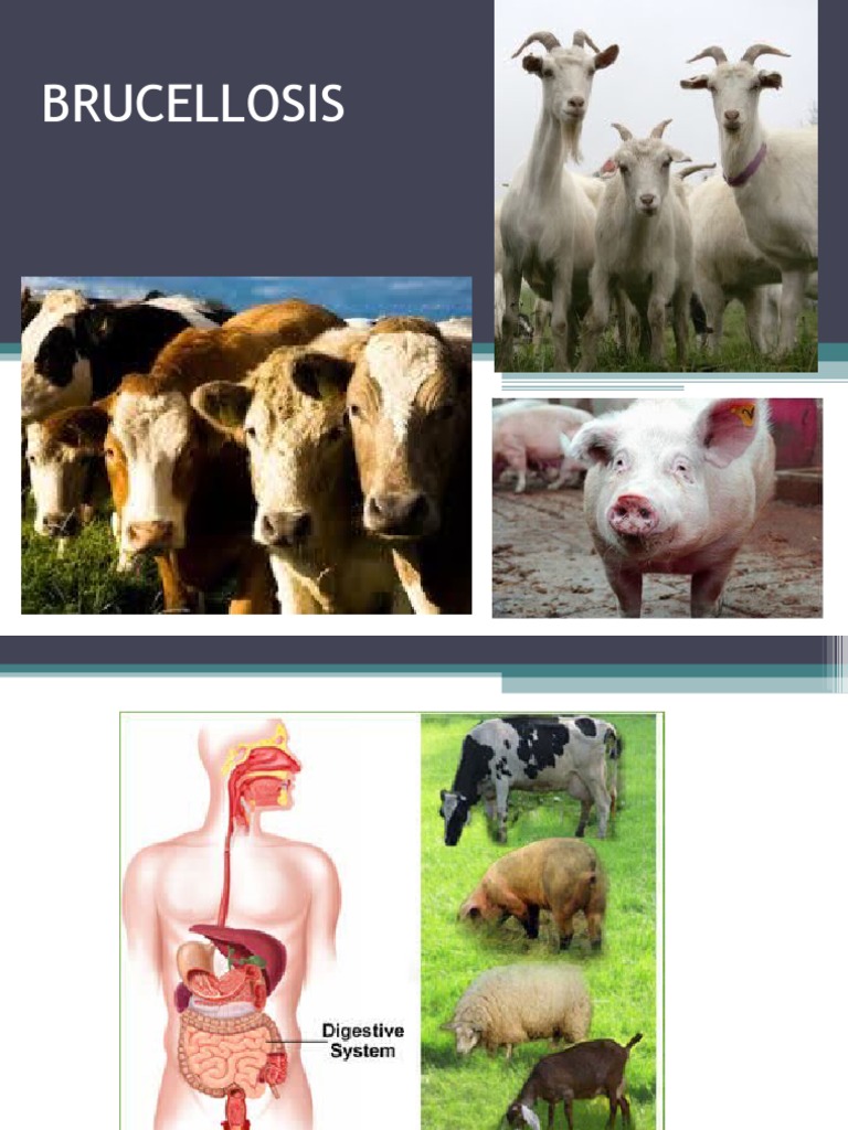 Brucellosis | PDF | Animal Diseases | Immunology