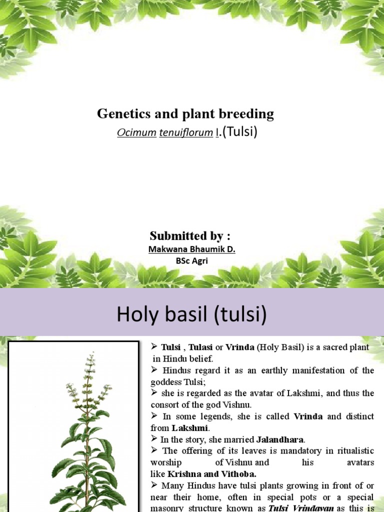 Tulsi | PDF | Leaf | Agriculture