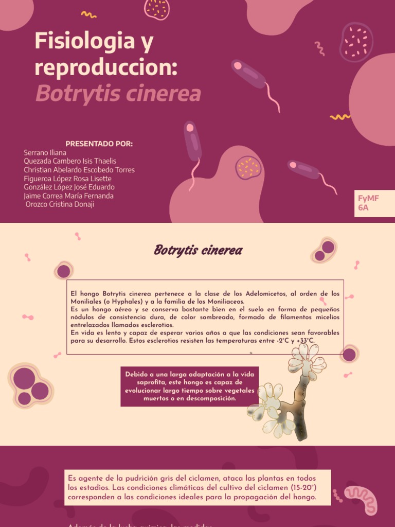 2.5_Fisiología y Reproducción de Hongos y Levaduras | PDF | Biología ...