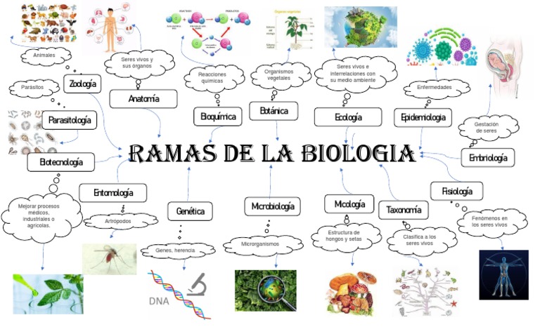 Ramas de La Biologia | PDF | Biología | Naturaleza