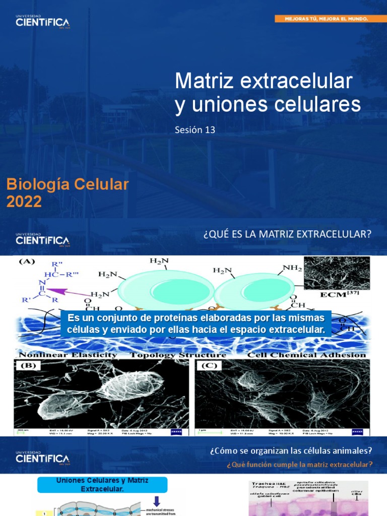 Biología Celular - Matriz Extracelular y Uniones Celulares-5-16 | PDF ...